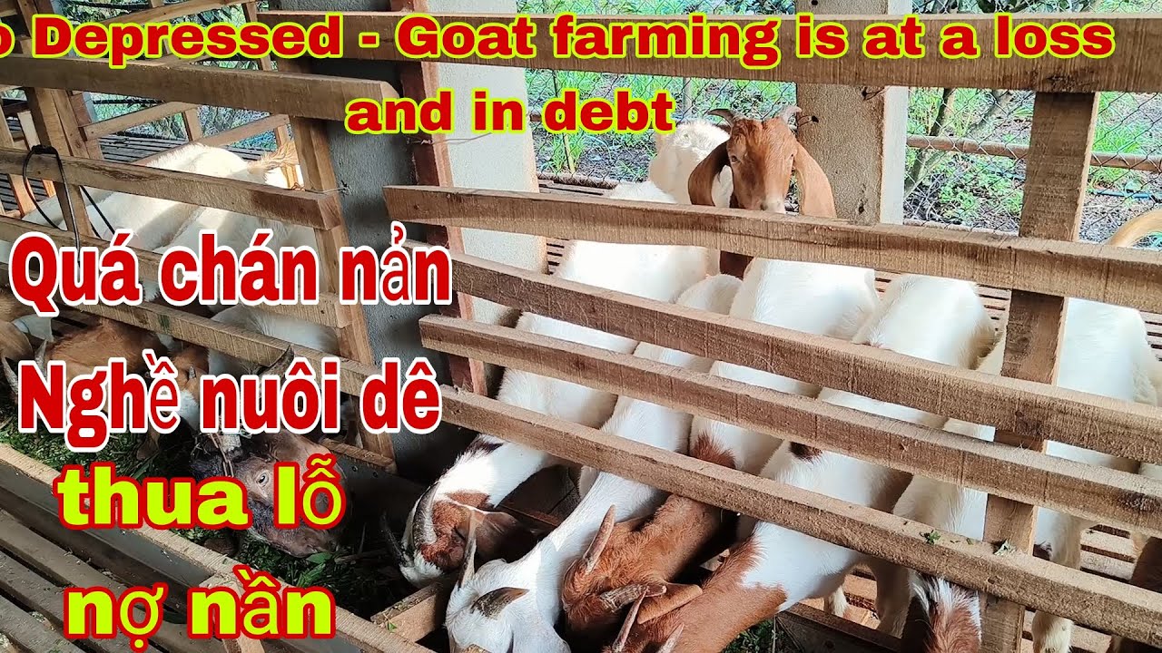 Quá Nản - Chăn nuôi Dê thua lỗ, nợ nần // Too Depressed - Goat farming ...