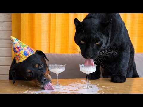 Celebrating Venza's birthday with Luna the panther 🥳(ENG SUB)