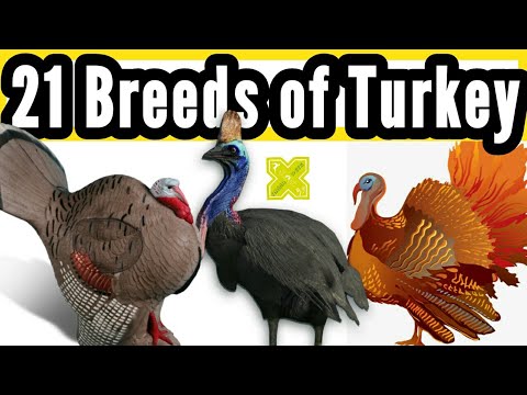 21 Breeds & Types of Turkey Bird in World - YouTube
