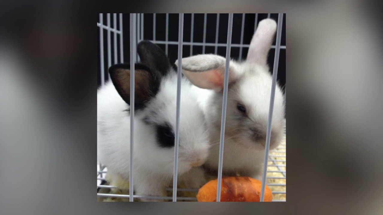 In loving memory of my rabbits - YouTube