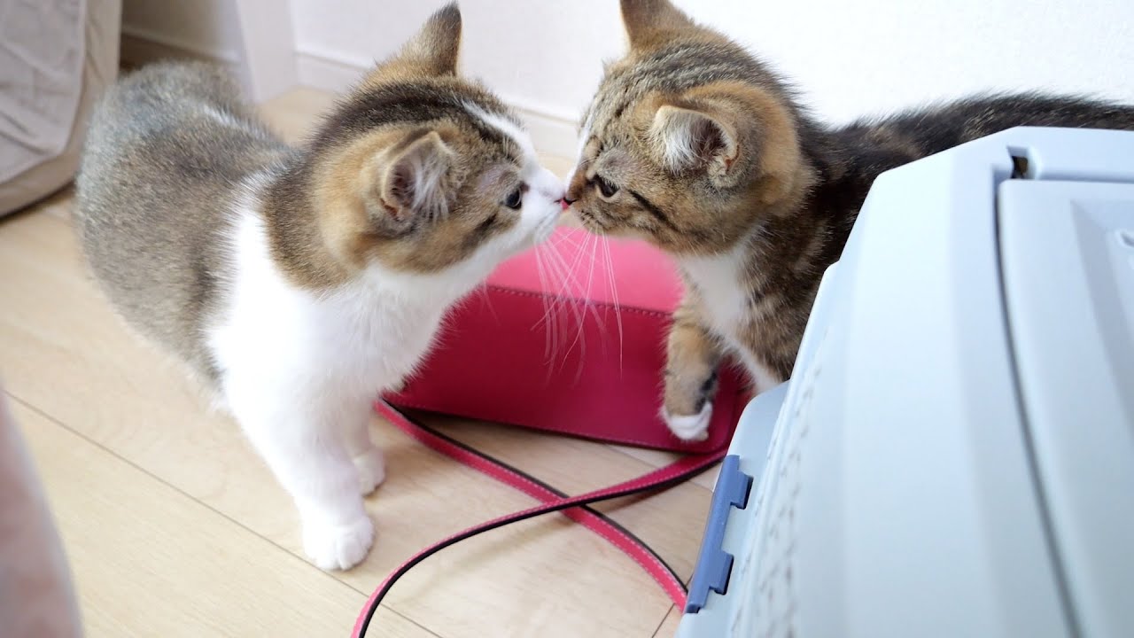 The last time to spend time with the six cats. Kitten Titi goes to his ...