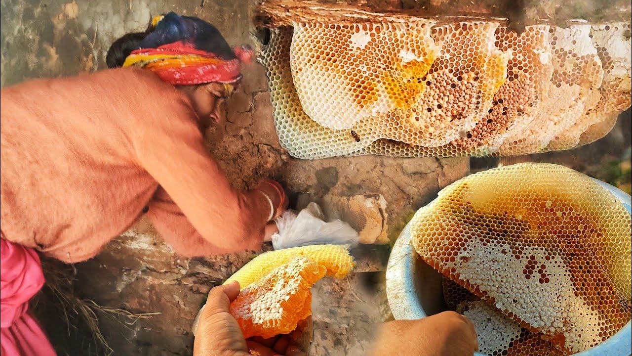 पहाड़ों में कैसे निकालते हैं मधुमक्खी का शहद | Pahadi honeybee farming ...