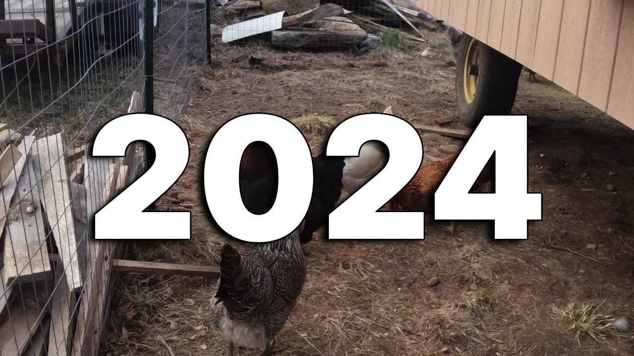 The BEST Chicken Videos of 2024! - YouTube