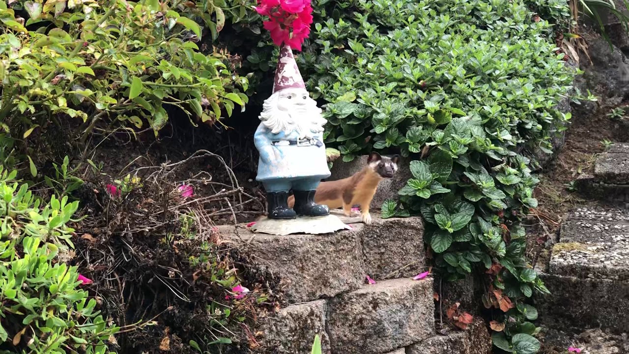 California long-tailed weasel - YouTube