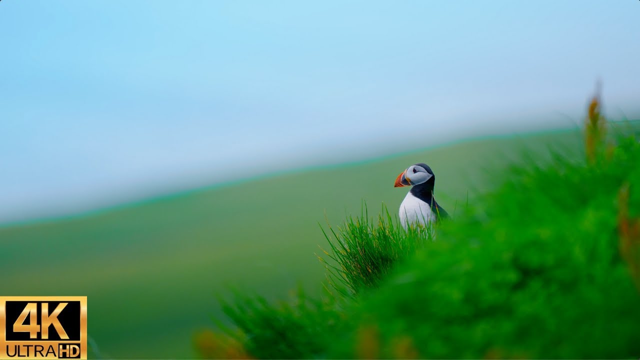 Wildlife in 4K – Beautiful Nature & Relaxing Music - YouTube