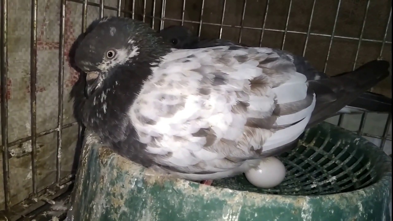 Female pigeon laying eggs front of the camera Full video HD 1080p | Mom ...