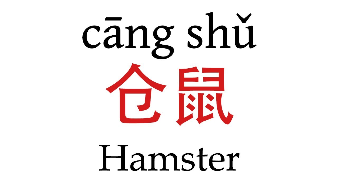 How To Say ''Hamster'' (仓鼠) in Mandarin Chinese - YouTube