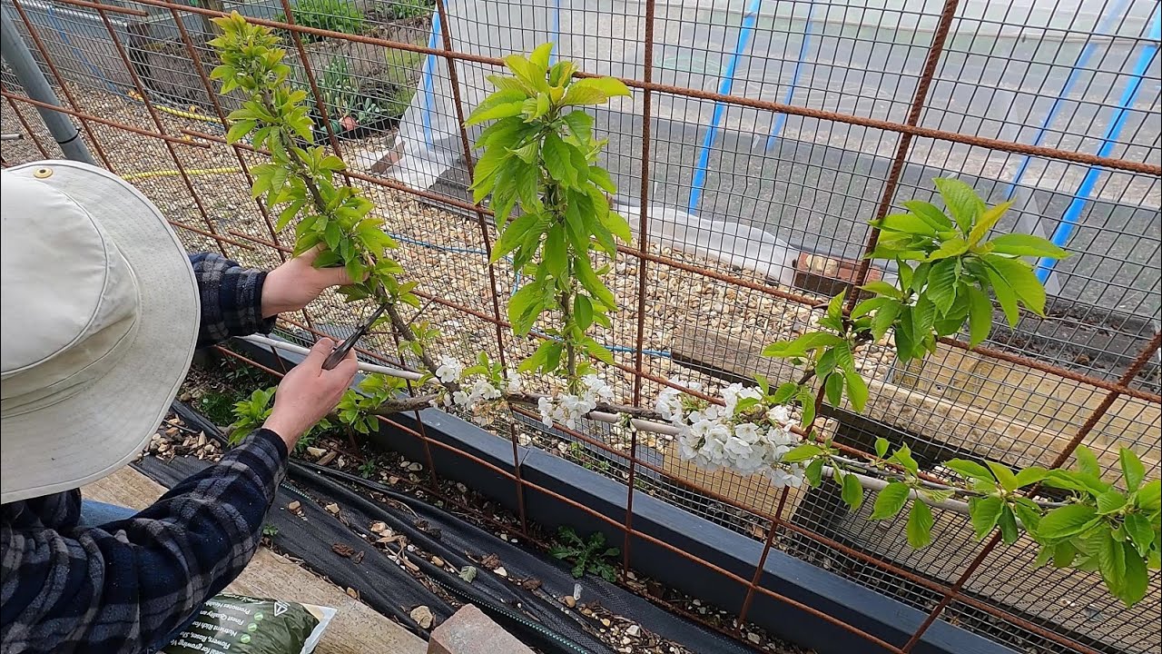 Pruning of young UFO cherries - YouTube