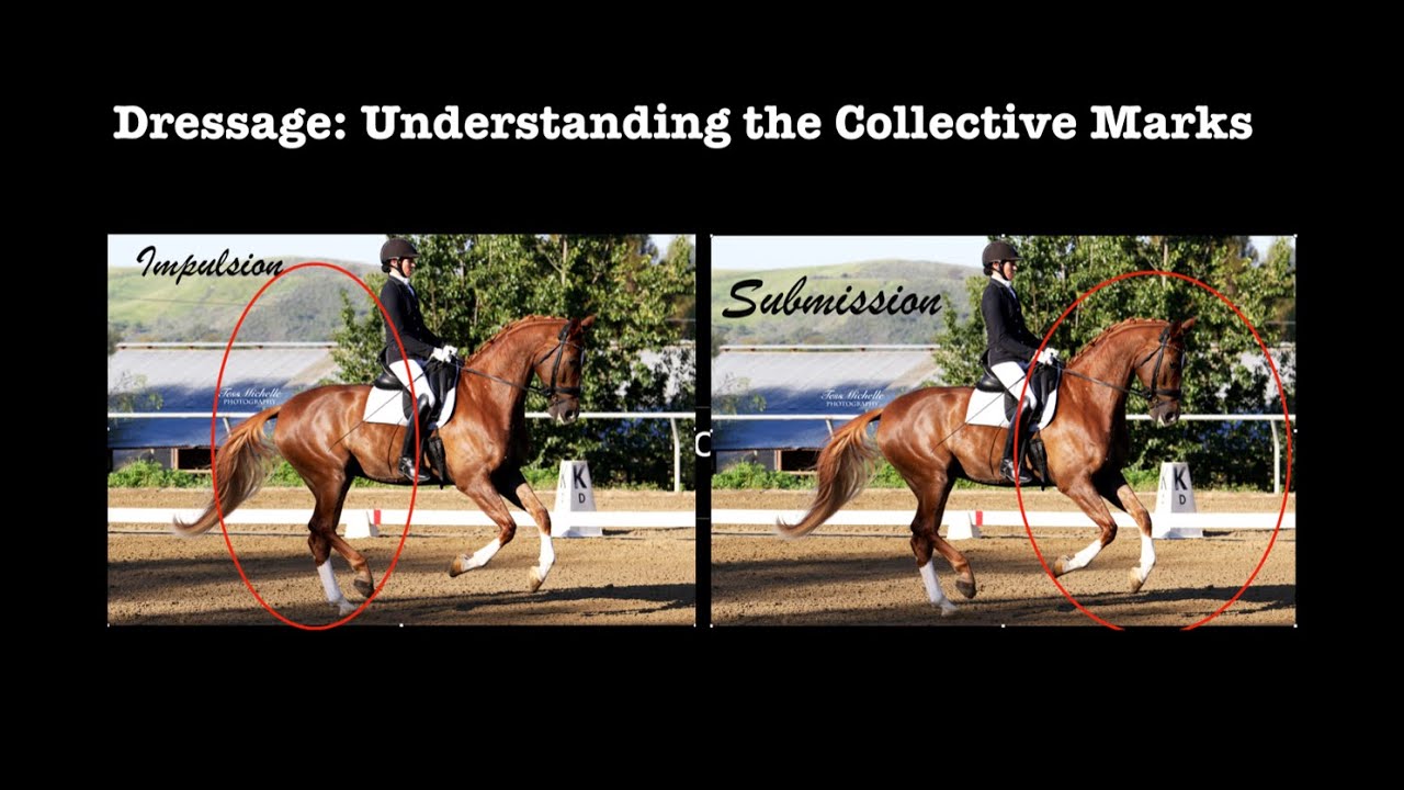 Dressage: Understanding the Collective Marks - YouTube