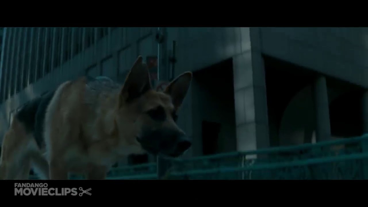 Infected dogs (2007) Movis full HD - YouTube