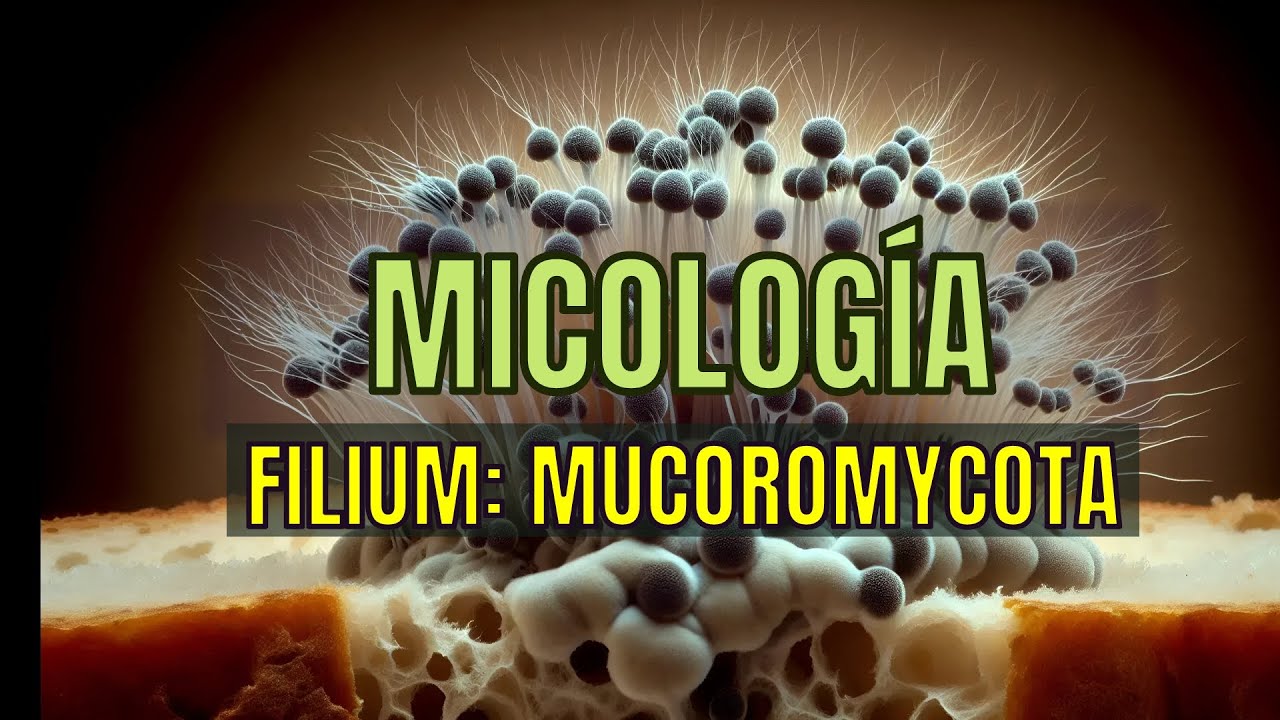 Filio MUCOROMYCOTA | Tema 20 | Micología | Microbacter - YouTube