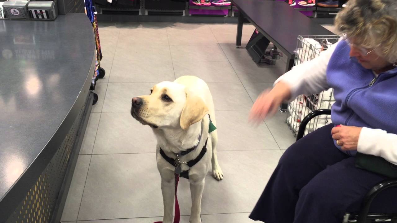 How a Service Dog Buys Socks - YouTube