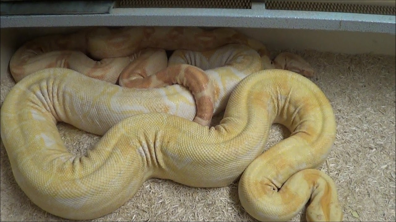 Another 2018 Sun Dream Boa Breeding Project - YouTube