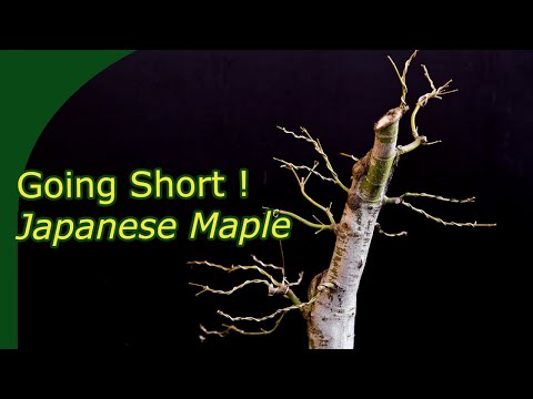 One Year Japanese Maple: Structure, Die-Back, Pruning, Wiring, Bleeding and Short Internodes