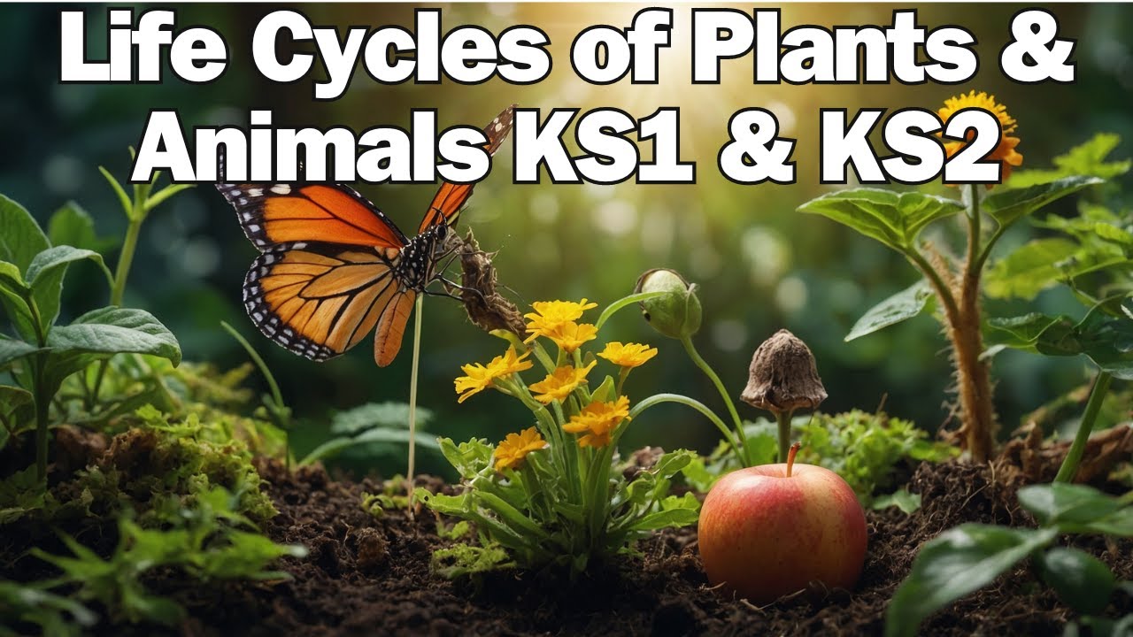 The Life Cycles of Animal & Plants for KS1 & KS2 - YouTube