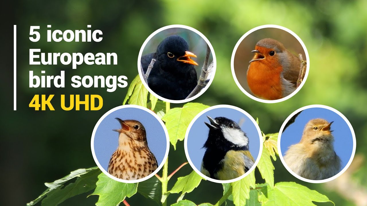 5 iconic European bird songs | Bird identification #birdsounds - YouTube