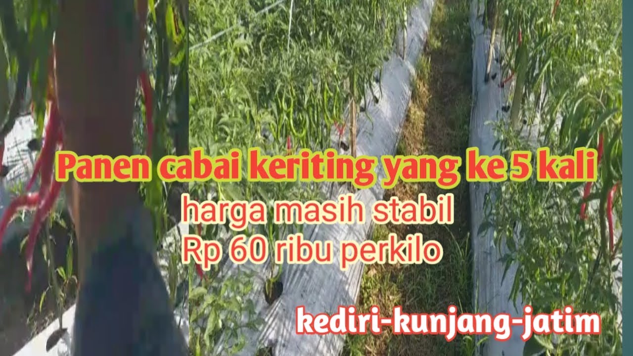 Panen cabai keriting yang ke 5 kalinya‼️Harga cabai keriting hari ini ...
