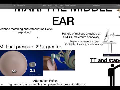 attenuation reflex explained ear physiology with memory queues - YouTube