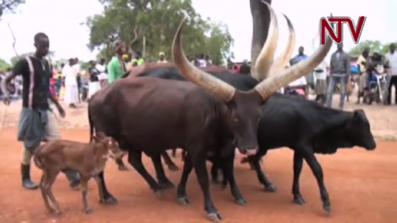 Armed herdsmen invade Aswa ranch in Gulu - YouTube