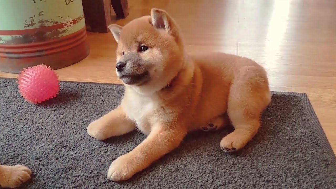 Potat-o headtilt - MLIP / Ep 241 / Shiba Inu puppies - YouTube