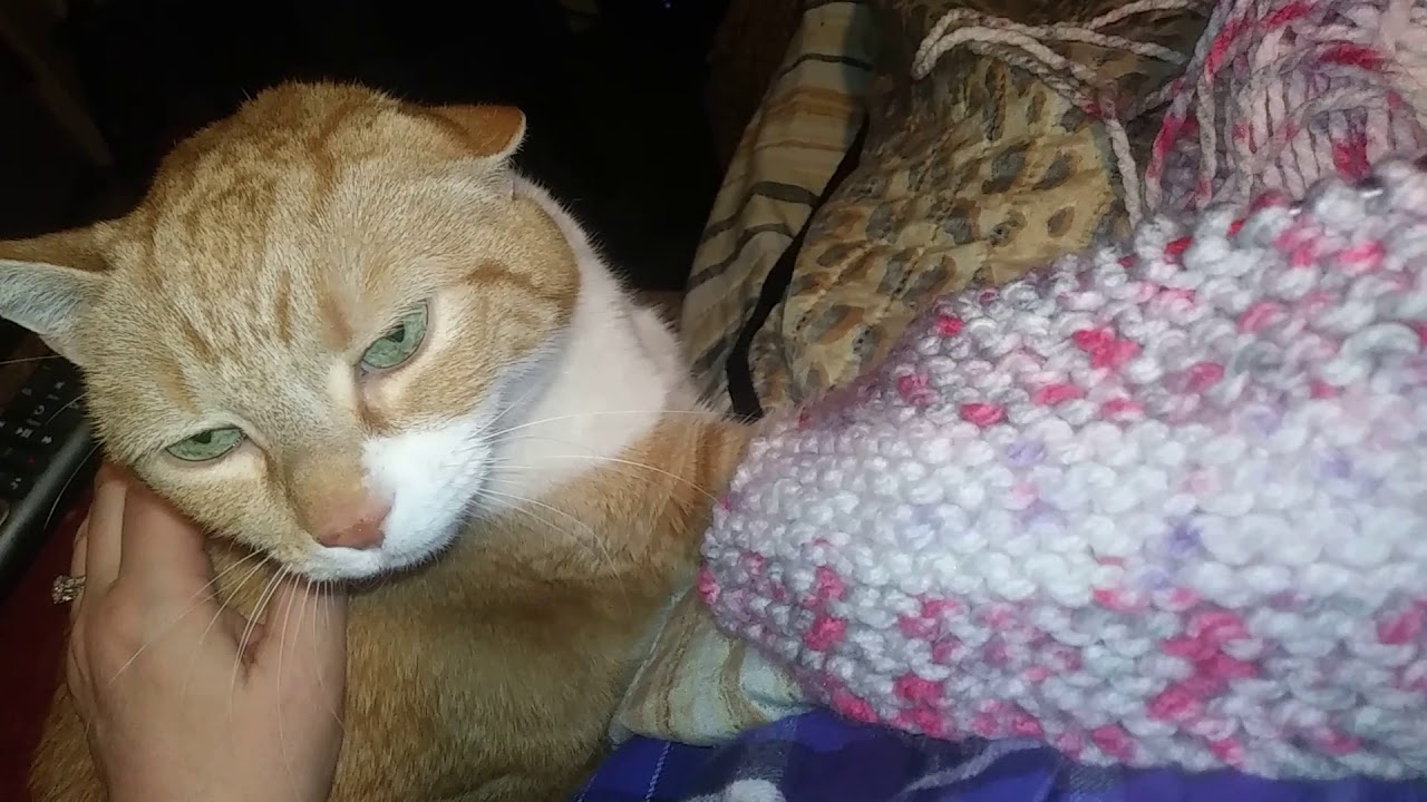 Crabby kitty - YouTube