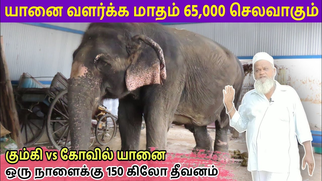 யானைகளை வீட்டில் வளர்க்கலாமா? | Elephant Farm Tamil | யானை வளர்ப்பு ...
