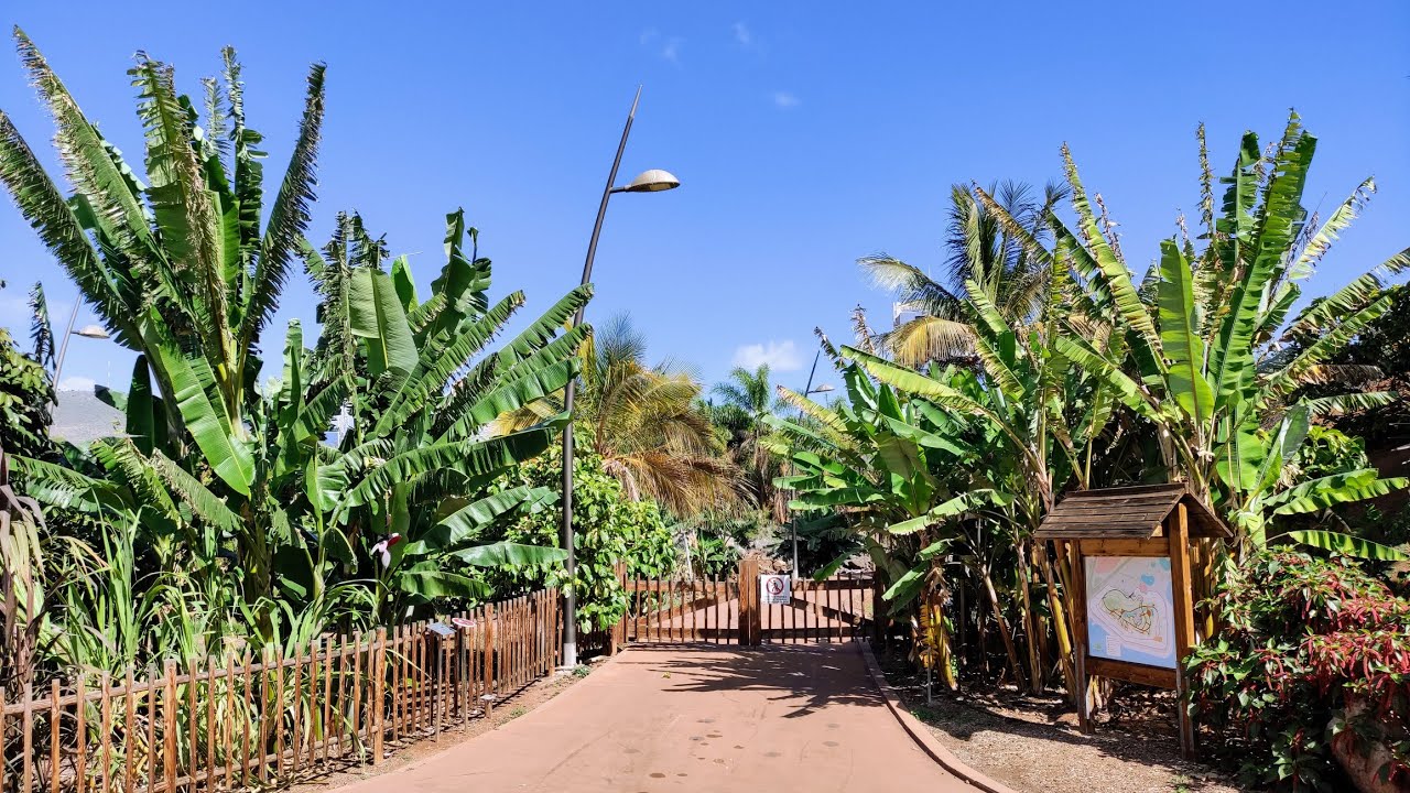 Musa acuminata and balbisiana - two wild bananas are the oldest origin ...