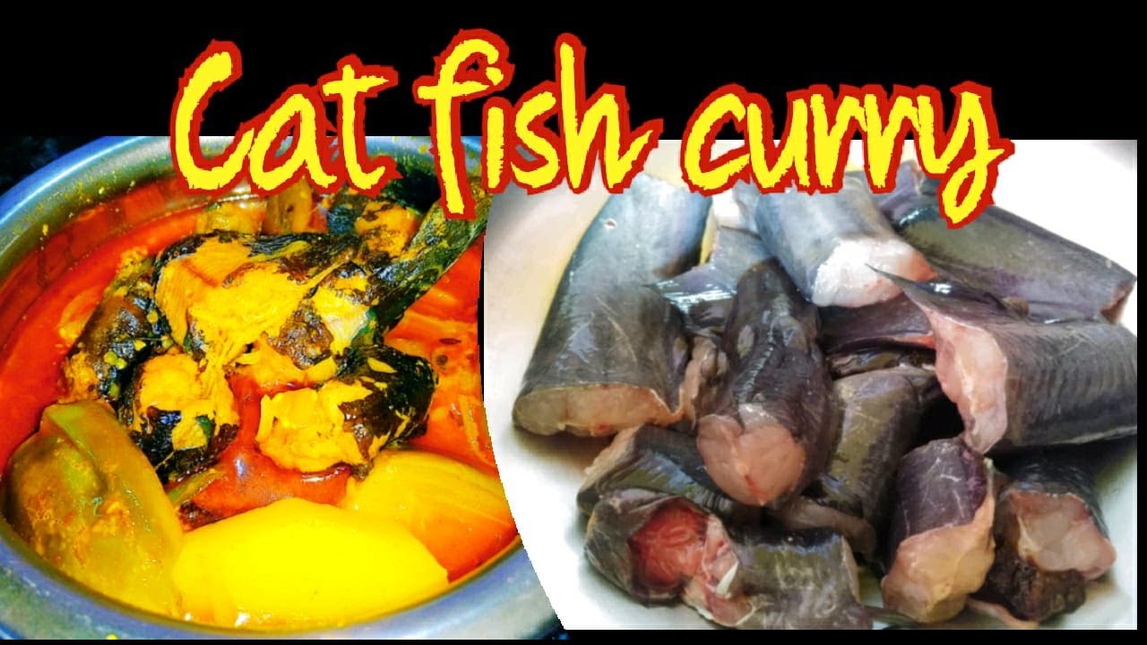 Cat fish recipe /Singh macher jhol | singhi fish recipe|Singhi machli ...