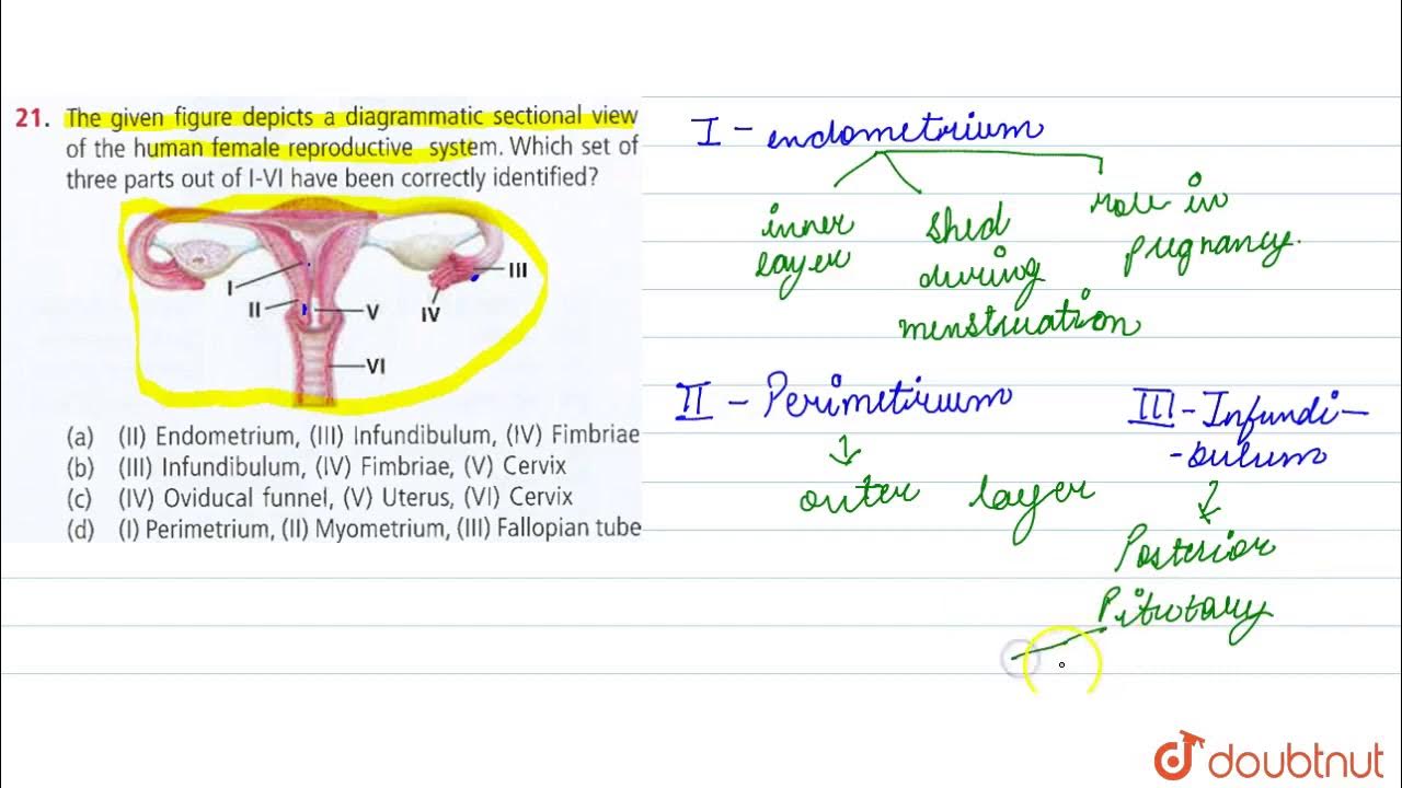 The Given Figure Depicts A Diagrammatic Sectional View Of The Human