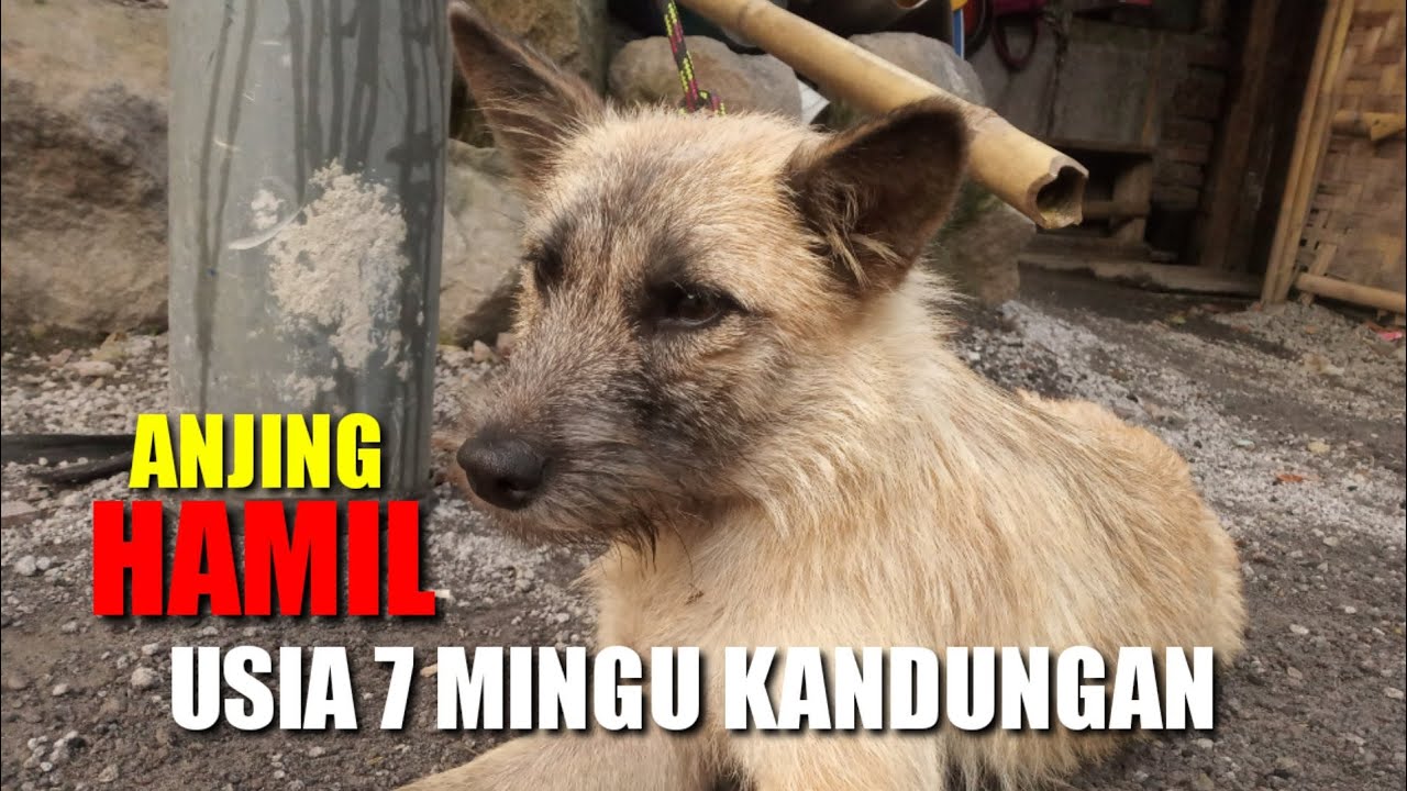 ANJING HAMIL ? Cara melihat anjing hamil usia kandungan 7 mingu - YouTube