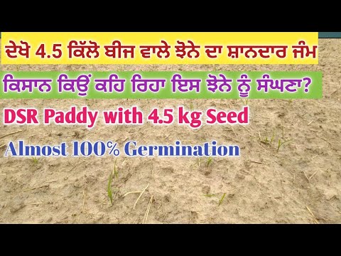 DSR Paddy With 4.5 kg Seed || 4.5 ਕਿੱਲੋ ਵਾਲੇ ਝੋਨੇ ਨੂੰ ਵੀ ਕਿਸਾਨ ਕਹਿ ਰਿਹਾ ...