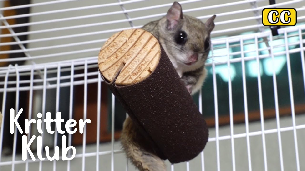 Pet Flying Squirrel Went Missing INSIDE The Car l Kritter Klub - YouTube
