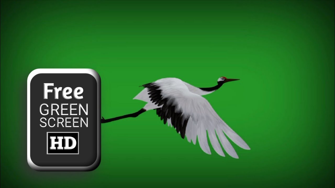 Beautiful bird flying green screen video effects | green screen bird ...