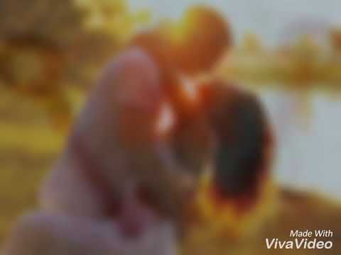 Yeni Sevgiye aid super weir ,