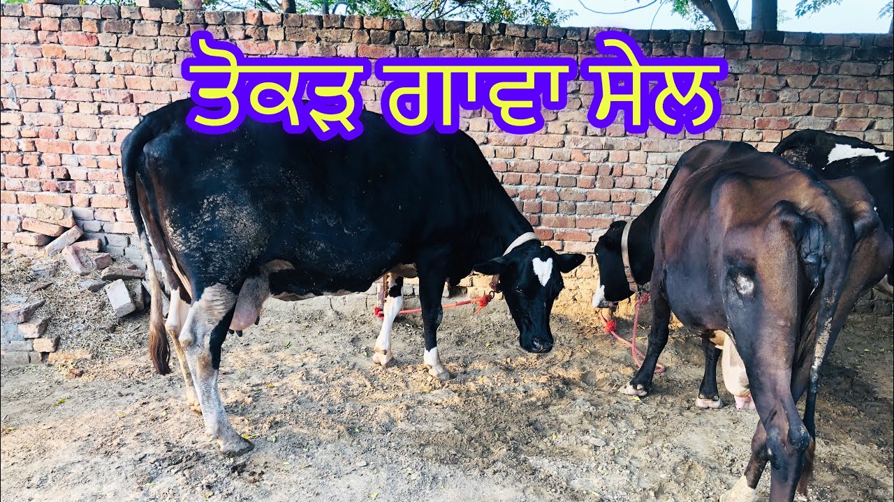 ਤੋਕੜ ਗਾਵਾ ਸੇਲ -2 cow for sale (23-10-2023) - YouTube