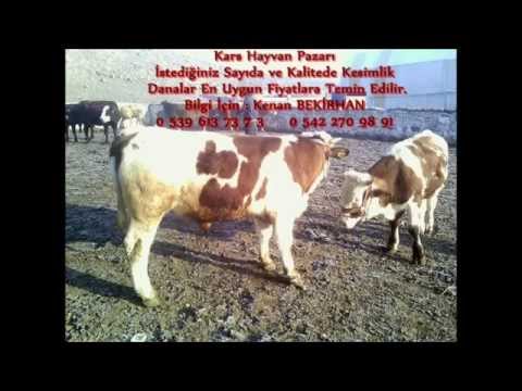 Kars Simental Erkek Buzağı Fiyatları Kars Simental Erkek Dana Kars Simental Gebe Düve Fiyatları