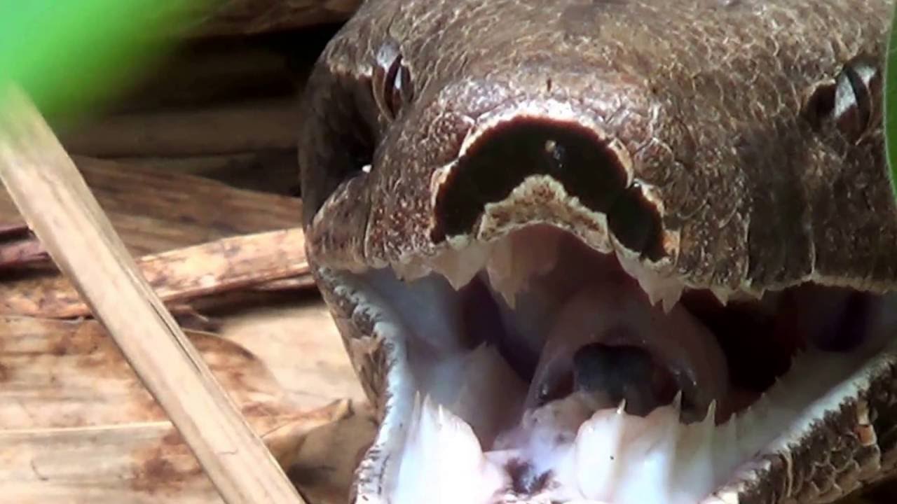 Snake, Boa constrictor, Jiboia-constritora, Boidae, Reptile, - YouTube