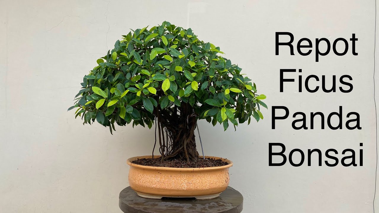 Ficus Panda Bonsai repot and Soil mix - YouTube