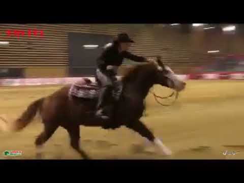 germany reining quarter horse stallion at stud nd gun sawyer 2010 ...