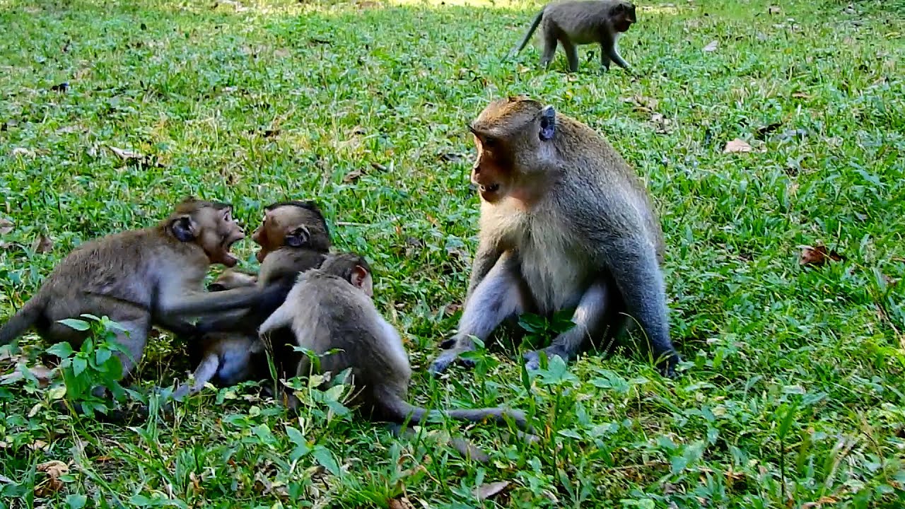 Joey, Donny, and Brutus Jr have a playday with the male babies! Julina ...