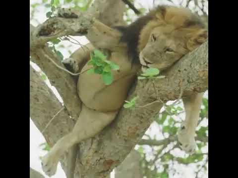 Lion peeing - YouTube
