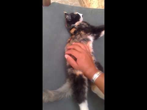 Miskin Kedi