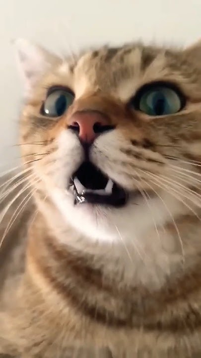 Cute Cat Meowing Loudly | Funny Kitten Sounds & Talking Cat Moments That’ll Make You Smile ...