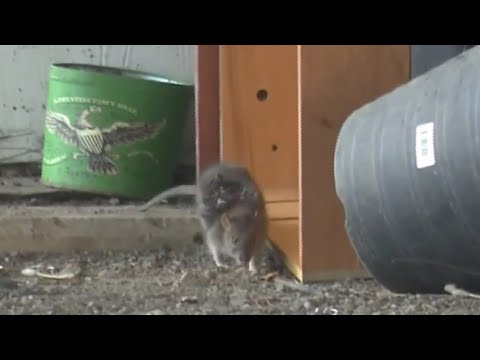 Explosion In Rats And Mice Possibly Caused By New State Law - YouTube