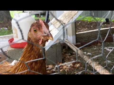 HOW TO: Introduction to Chickens - YouTube