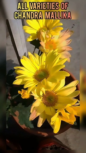 All the varieties of Chandra Mallika in my rooftop garden🌸🌼🏵|| # ...