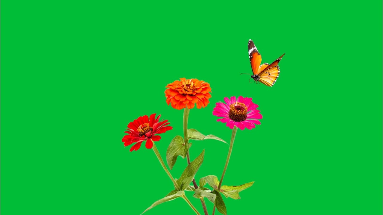 flowers animated green screen | flower green screen effect | green ...