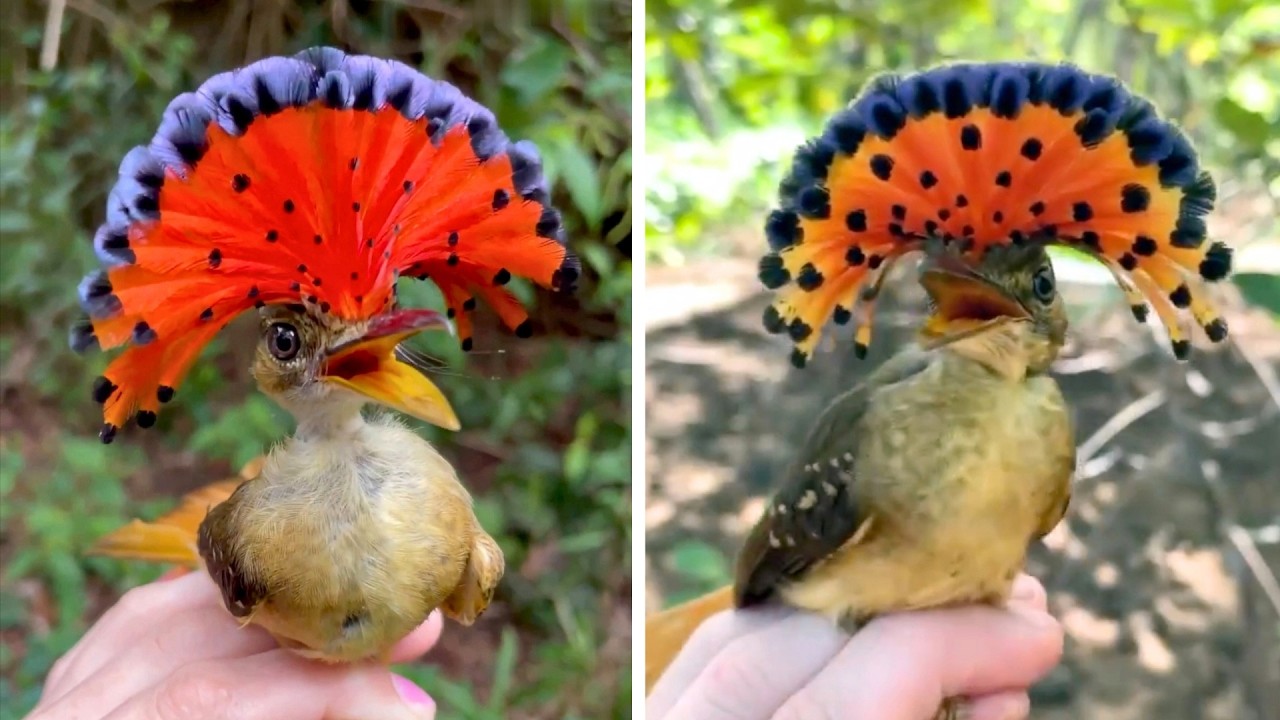 Tropical Royal Flycatcher 🐦 This Bird is Insane! - YouTube