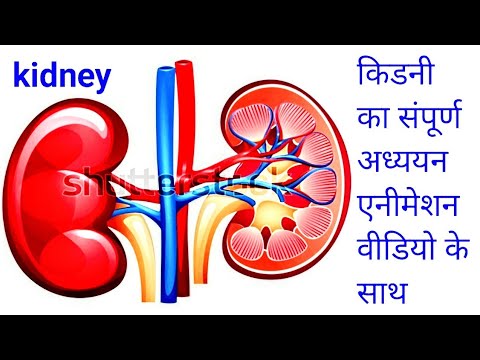 kidney .kidney working system education with animation video for ...