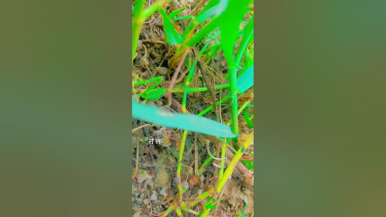 #statusvideo #farmer #farmlife #kishan #splendorlover #atitude #farming ... #statusvideo #farmer #farmlife #kishan #splendorlover #atitude #farming ...